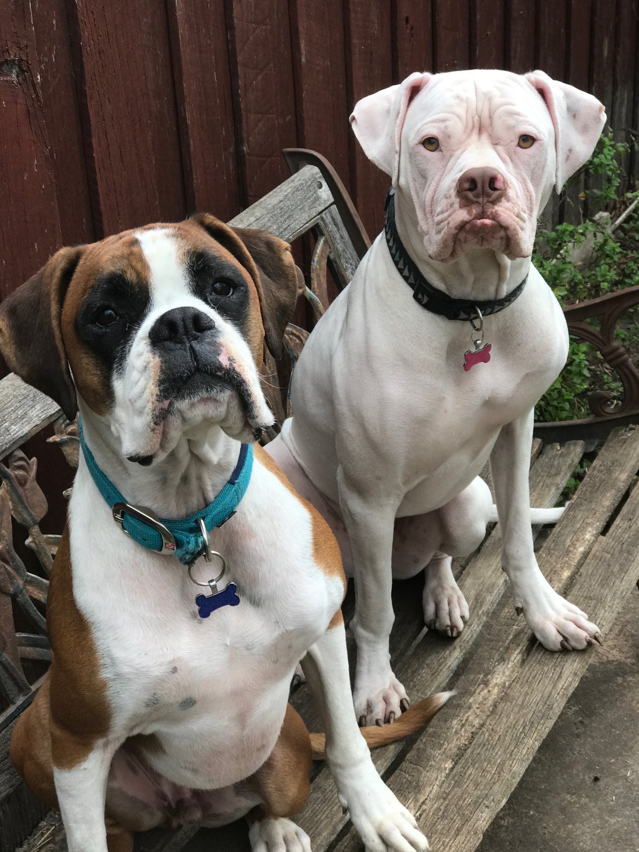 Our Story – BenBel Pet Bakery